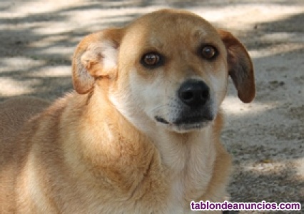 TABLÓN DE ANUNCIOS - Xusco, perrito pequeño simpatico en adopcion