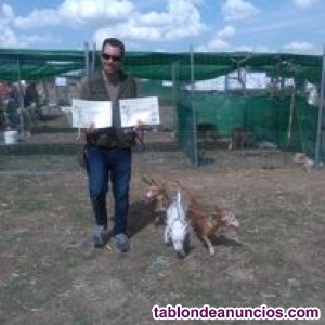 TABLÓN DE ANUNCIOS - Cachorro de Maneto